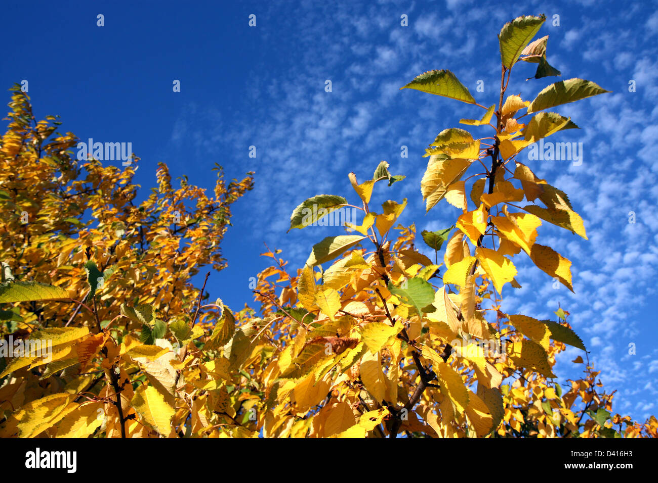 Cherry colored plant hi-res stock photography and images - Alamy