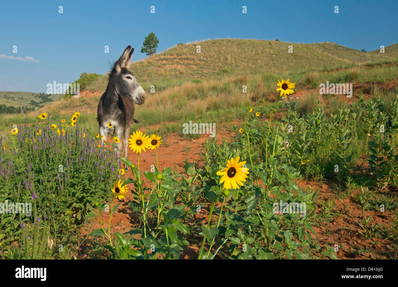 A burro standing in prairie sunflowers in Custer State Park, South ...