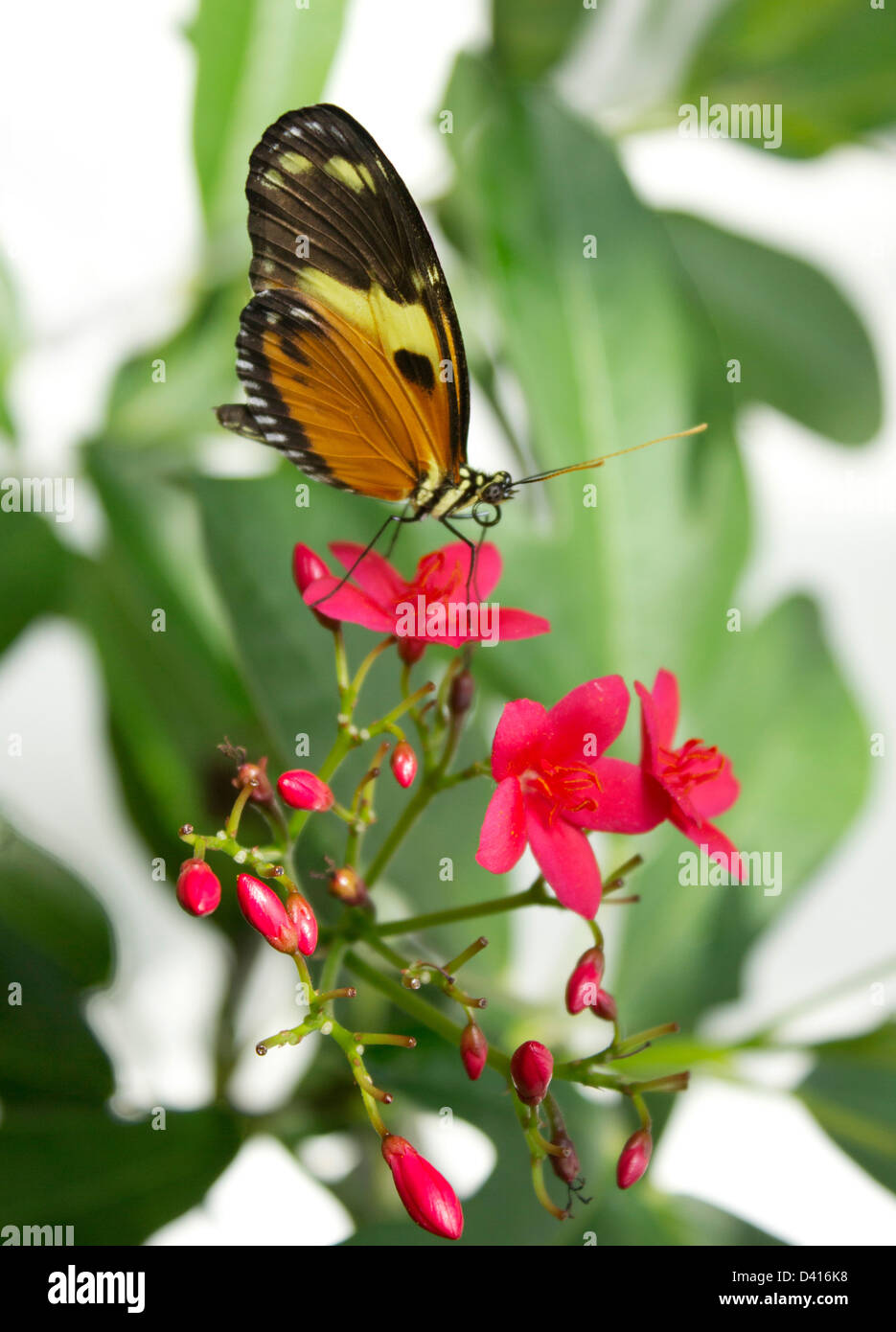 Single butterfly on a red flower Stock Photo - Alamy
