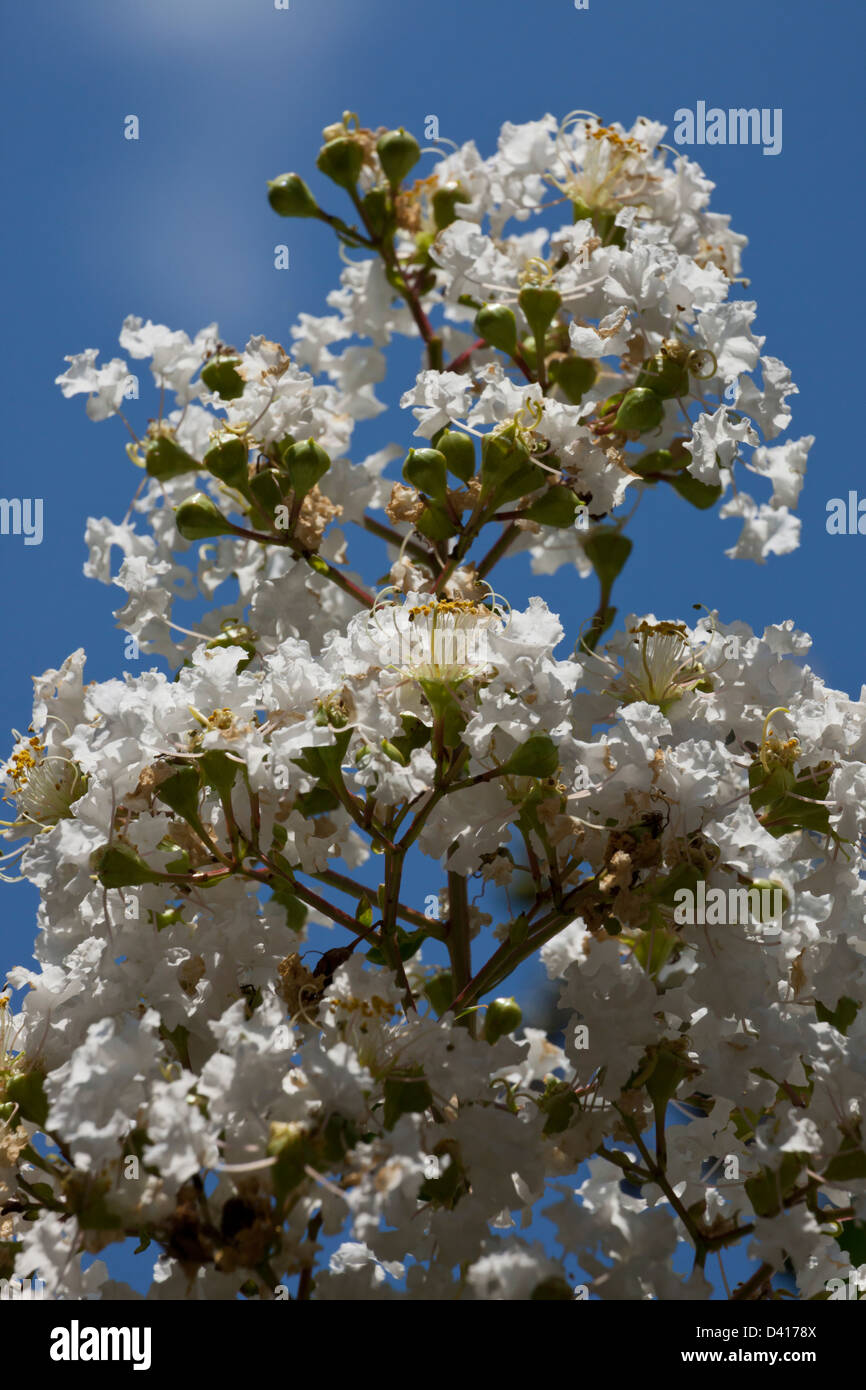 Myrtle tree hi-res stock photography and images - Alamy