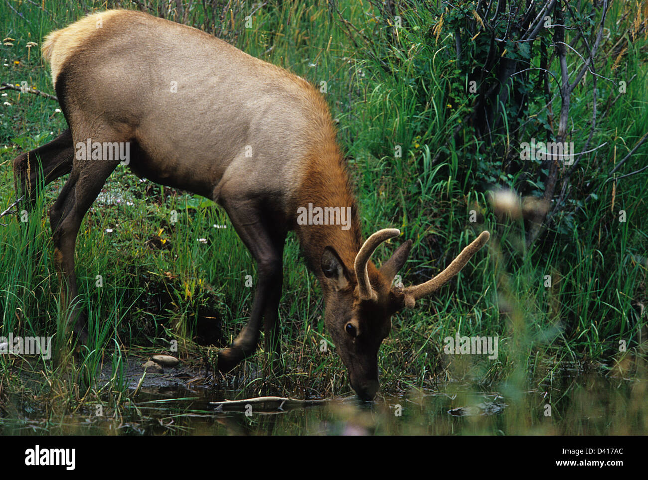 Spike elk hi-res stock photography and images - Alamy