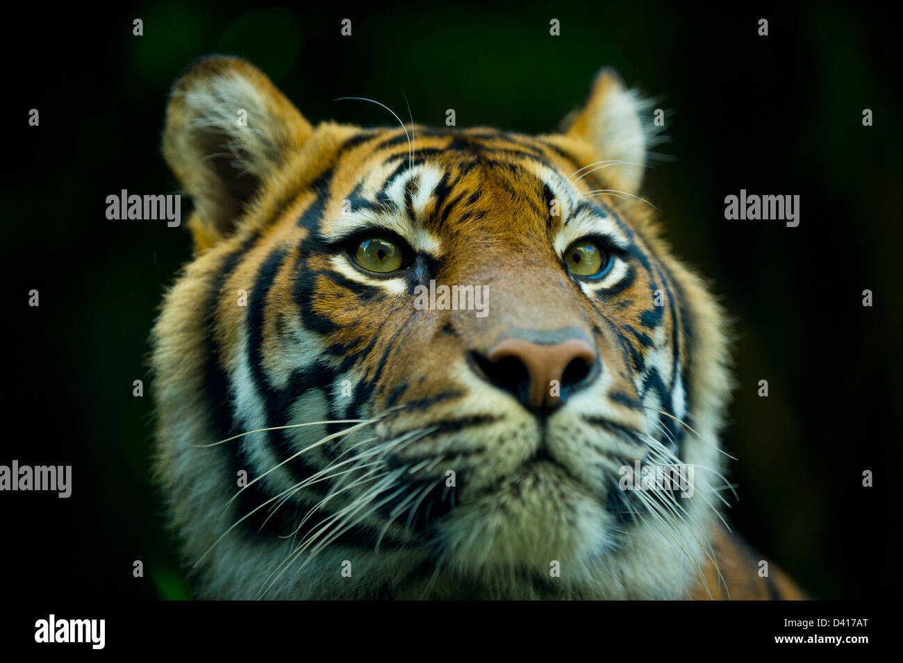 Close up portrait of a tigers face Stock Photo - Alamy