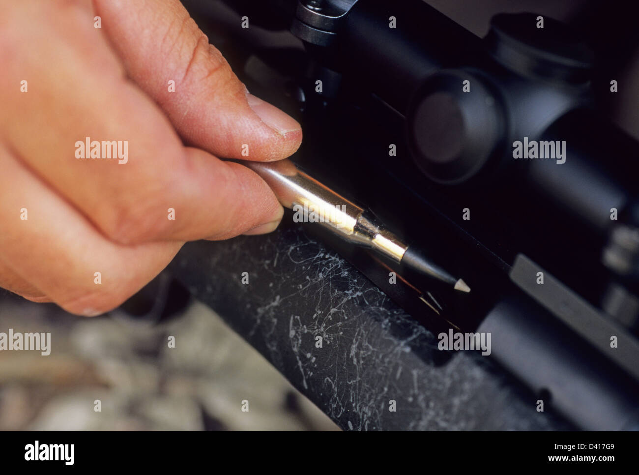 Deer hunter loading a bullet into his bolt action hunting rifle Stock ...