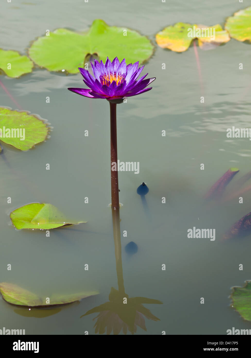 A violet water lilly in a pond Stock Photo - Alamy
