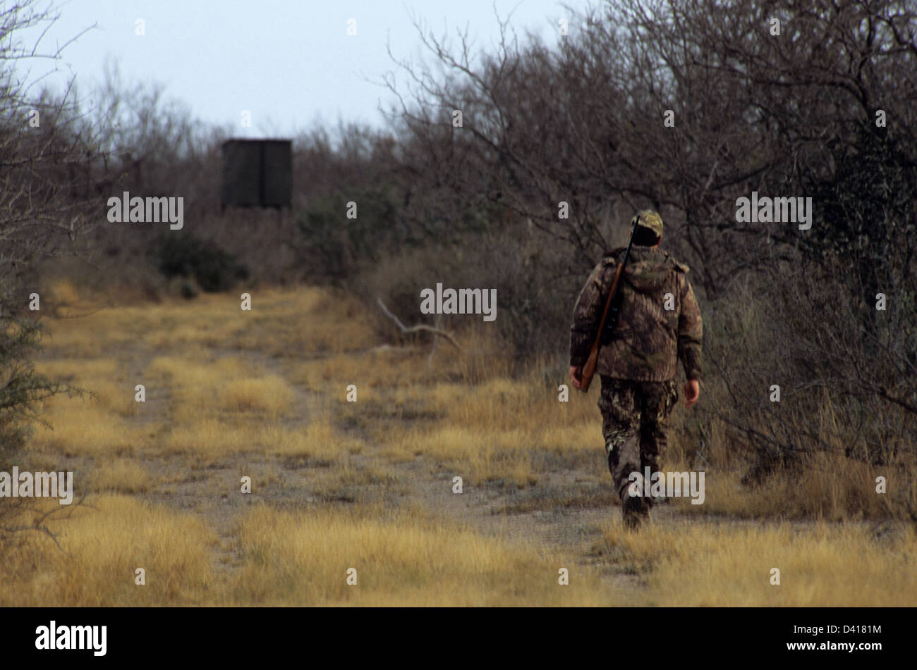 South Texas deer hunter in camouflage walking near a deer blind Stock ...