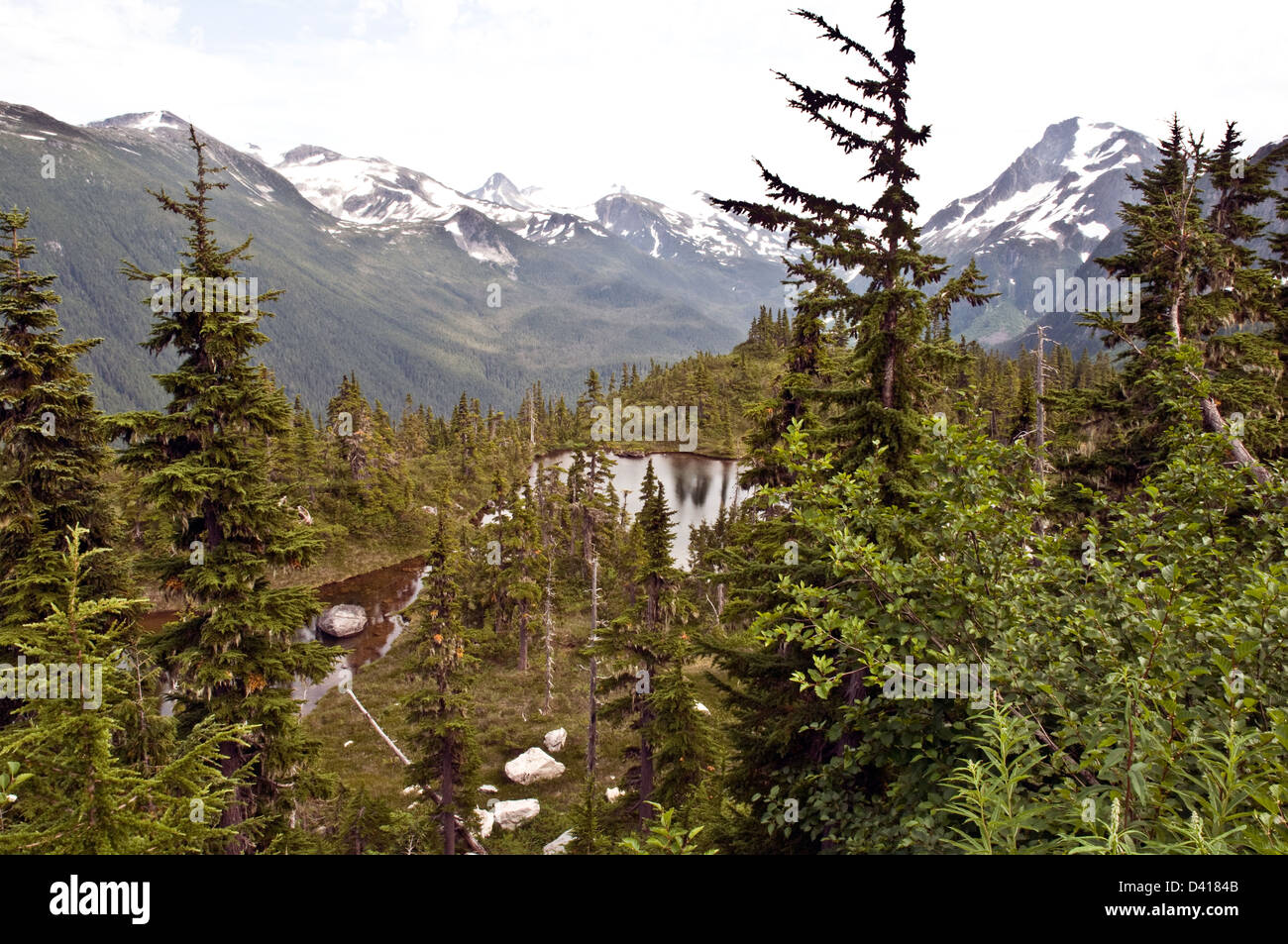 A tarn in a sub-alpine temperate rainforest in the Coast Mountains ...