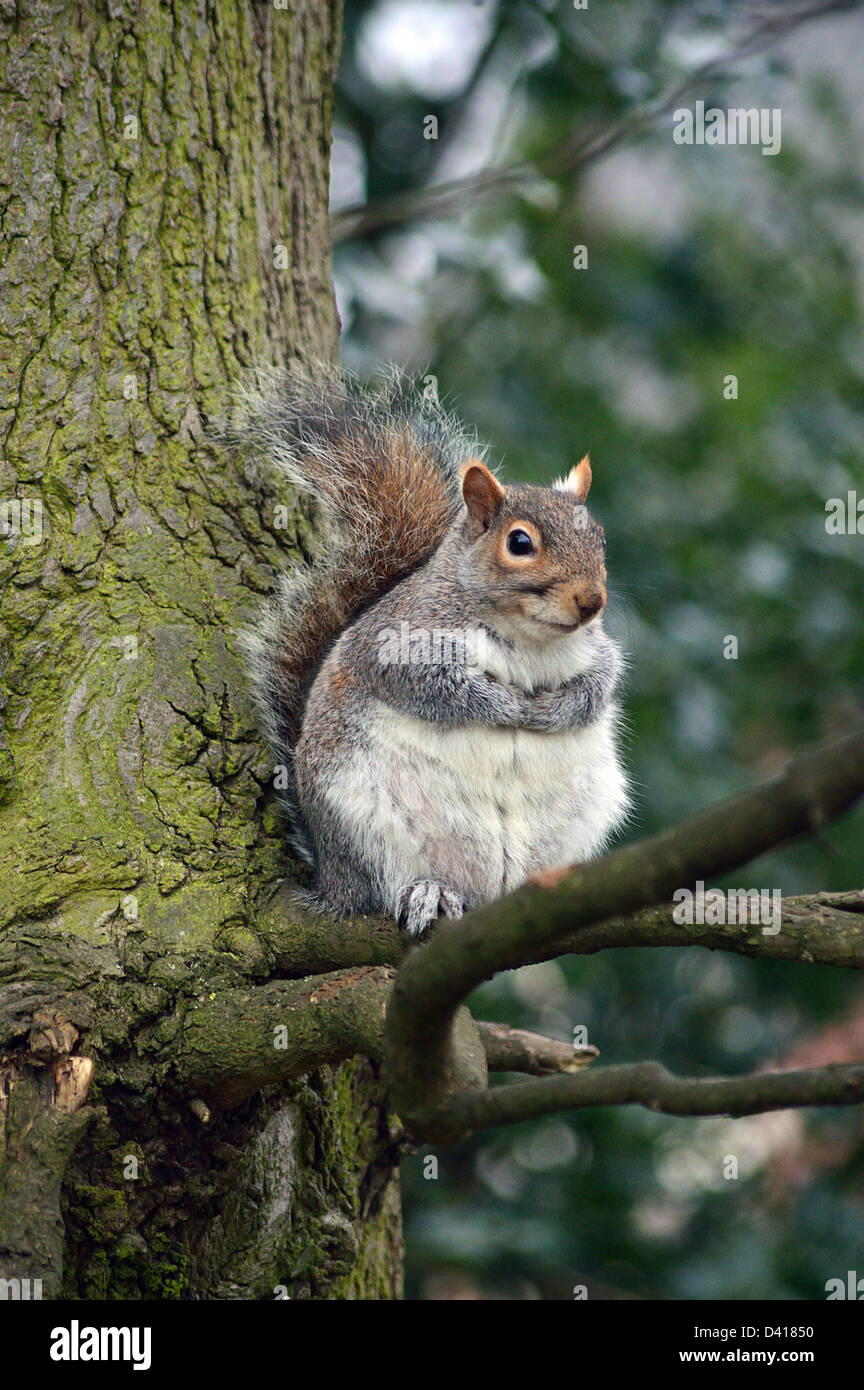 Grey squirrel sat in tree Stock Photo - Alamy