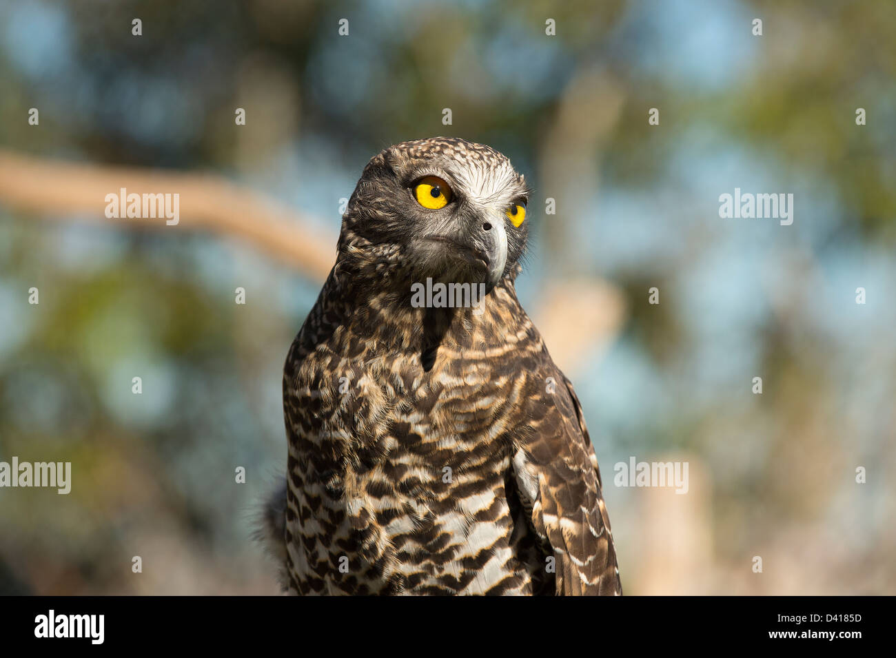 Powerful owl portrait Stock Photo - Alamy