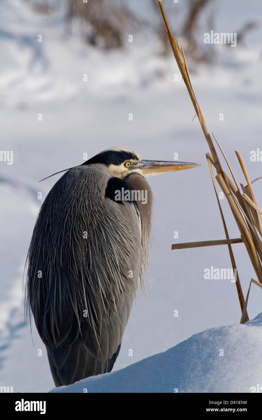 It;s Cold Out Here Stock Photo - Alamy