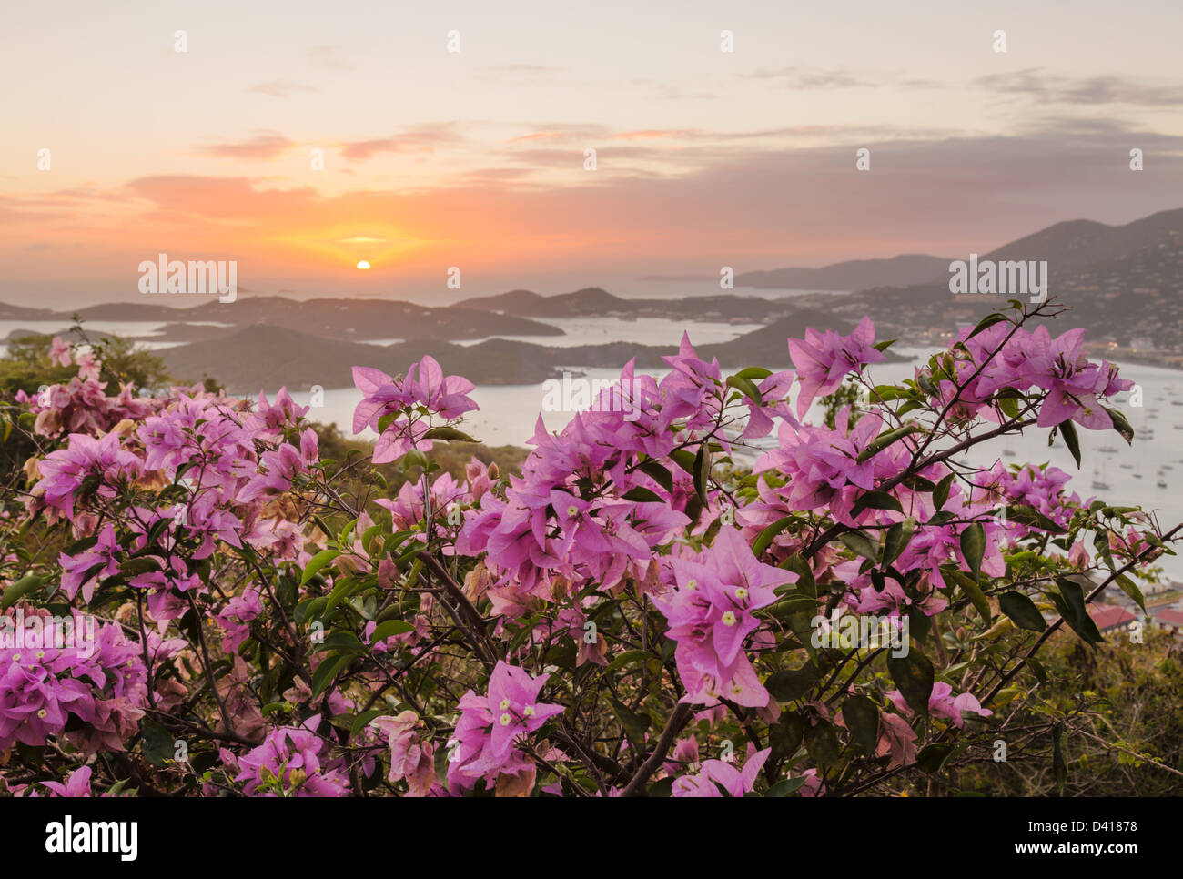 Charlotte Amalie, St Thomas, US Virgin Islands - pink flowers frame the ...