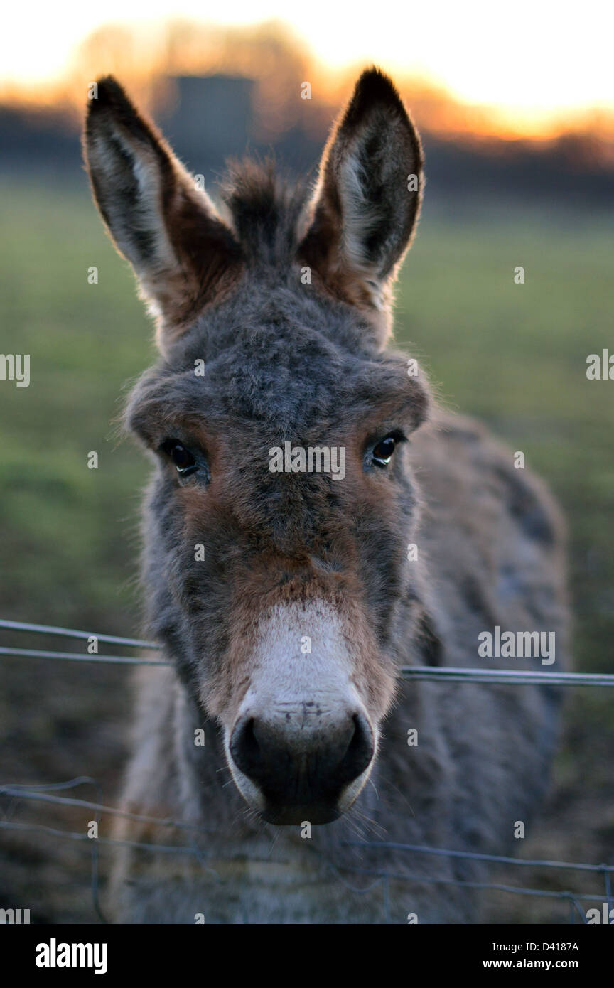 Portrait of a grey donkey just before sunset Stock Photo - Alamy
