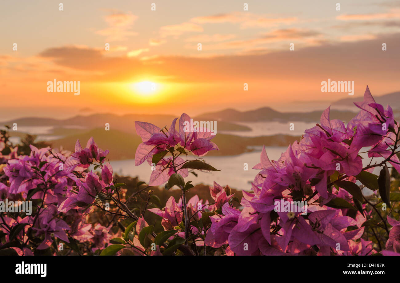 St thomas bay red flowers hi-res stock photography and images - Alamy