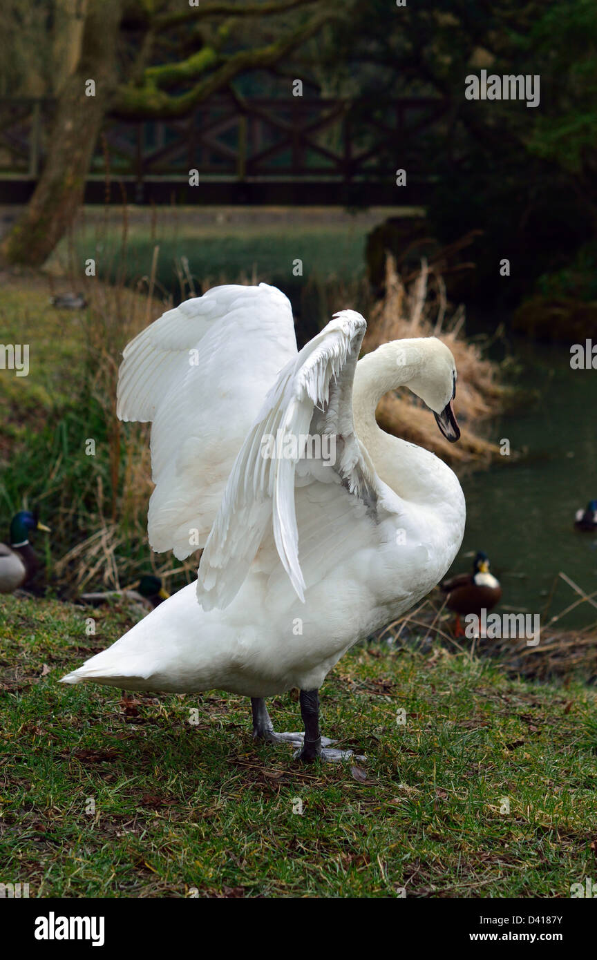 Swan cygnus spreading wings on river bank Stock Photo - Alamy