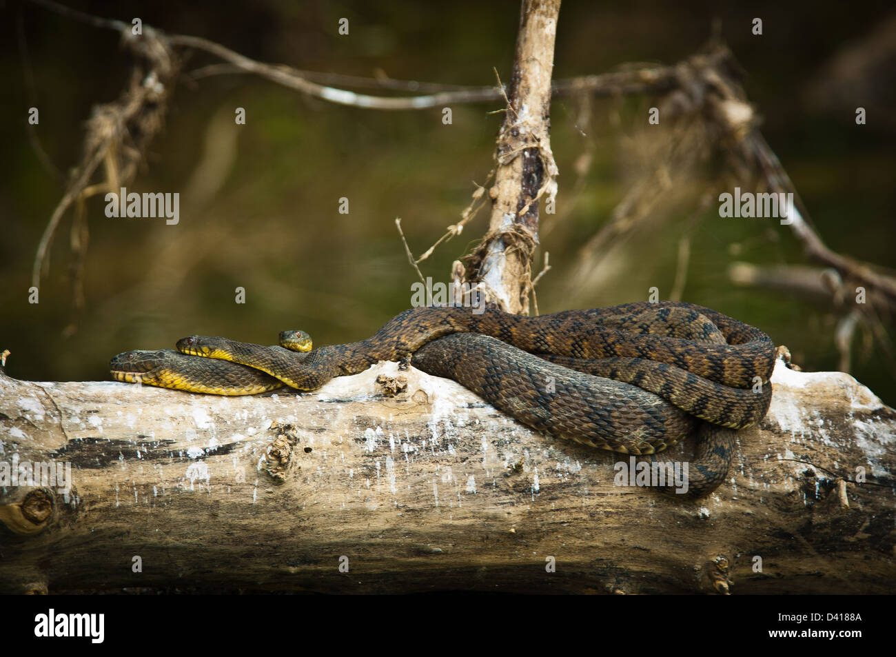 Three banded water snakes (Nerodia fasciata) resting on a log Stock ...