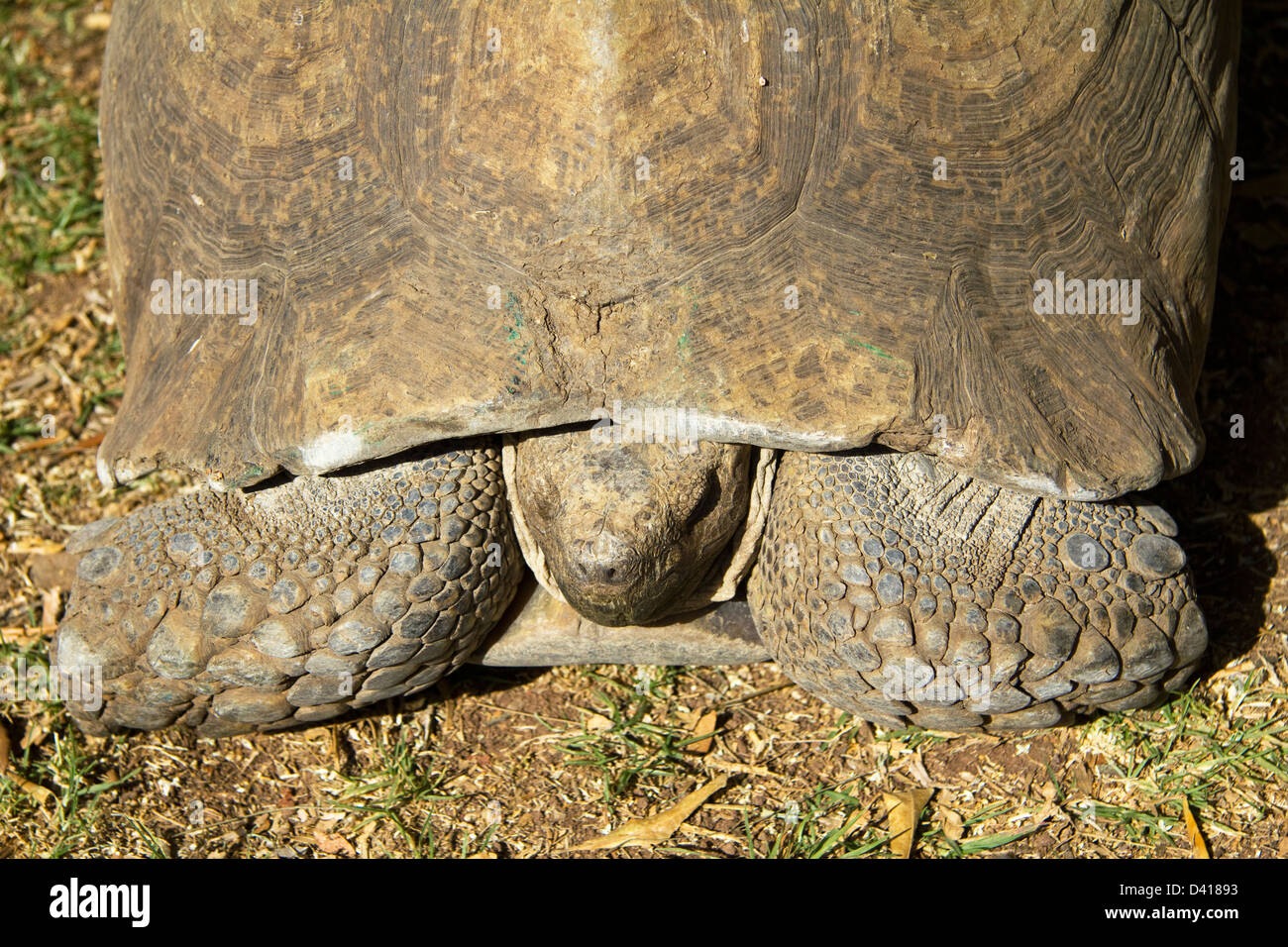 African Spurred Tortoise northern Ethiopia Africa Stock Photo - Alamy