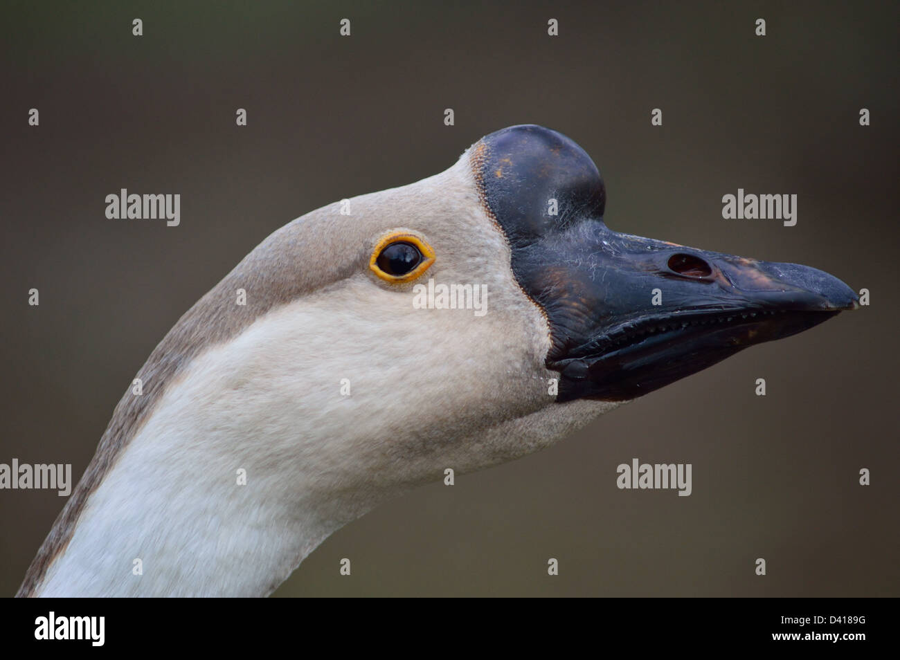 goose head portrait Stock Photo - Alamy