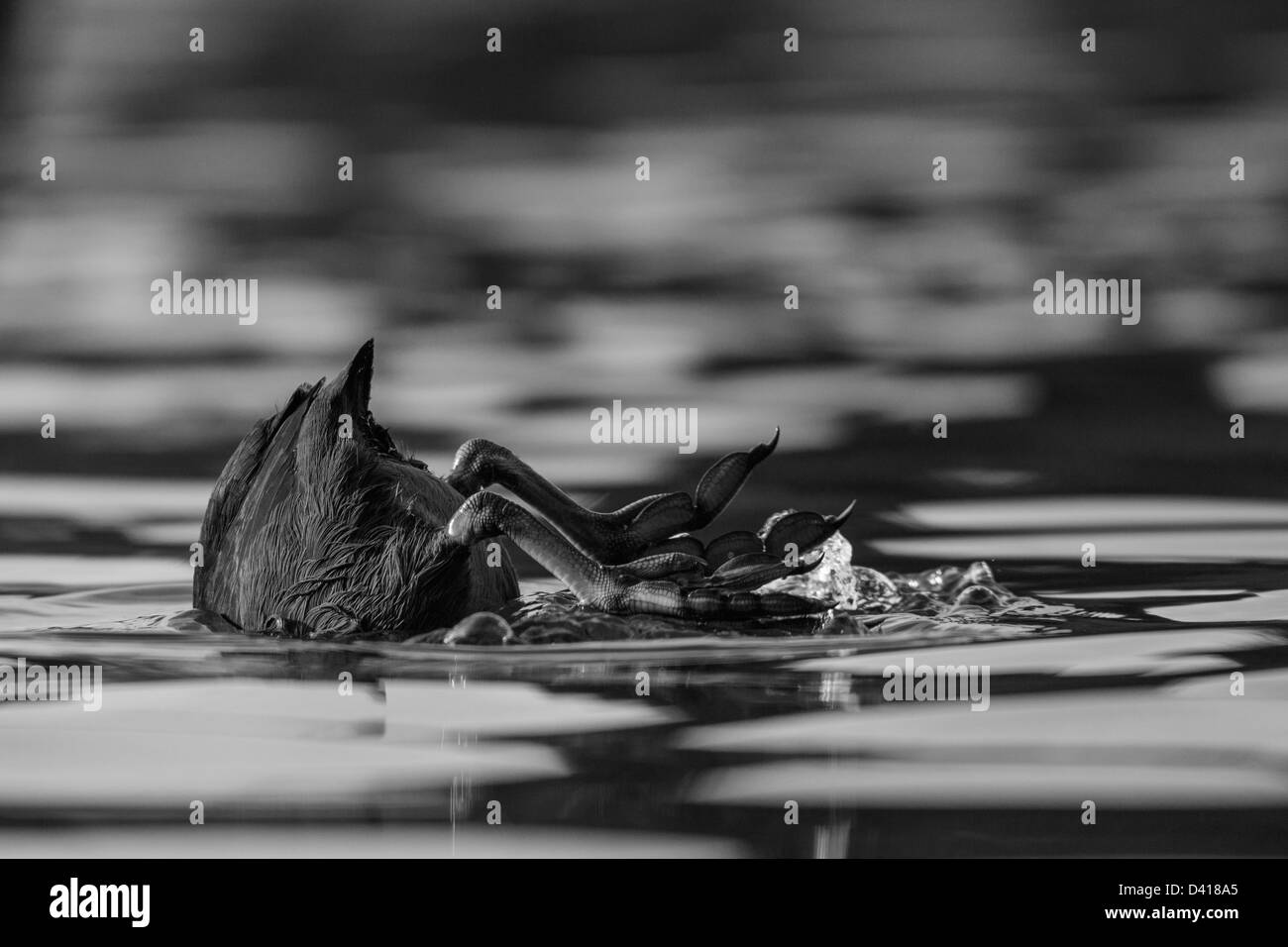 Feet water lake Black and White Stock Photos & Images - Alamy