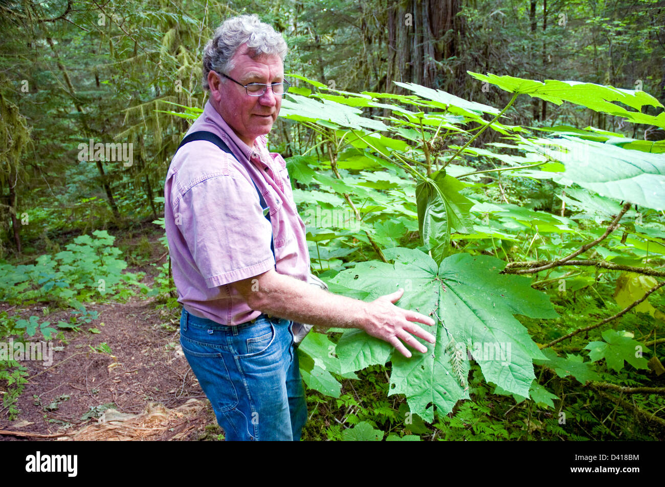 A man standing beside a Devil's Club plant, near Bella Coola, in the ...