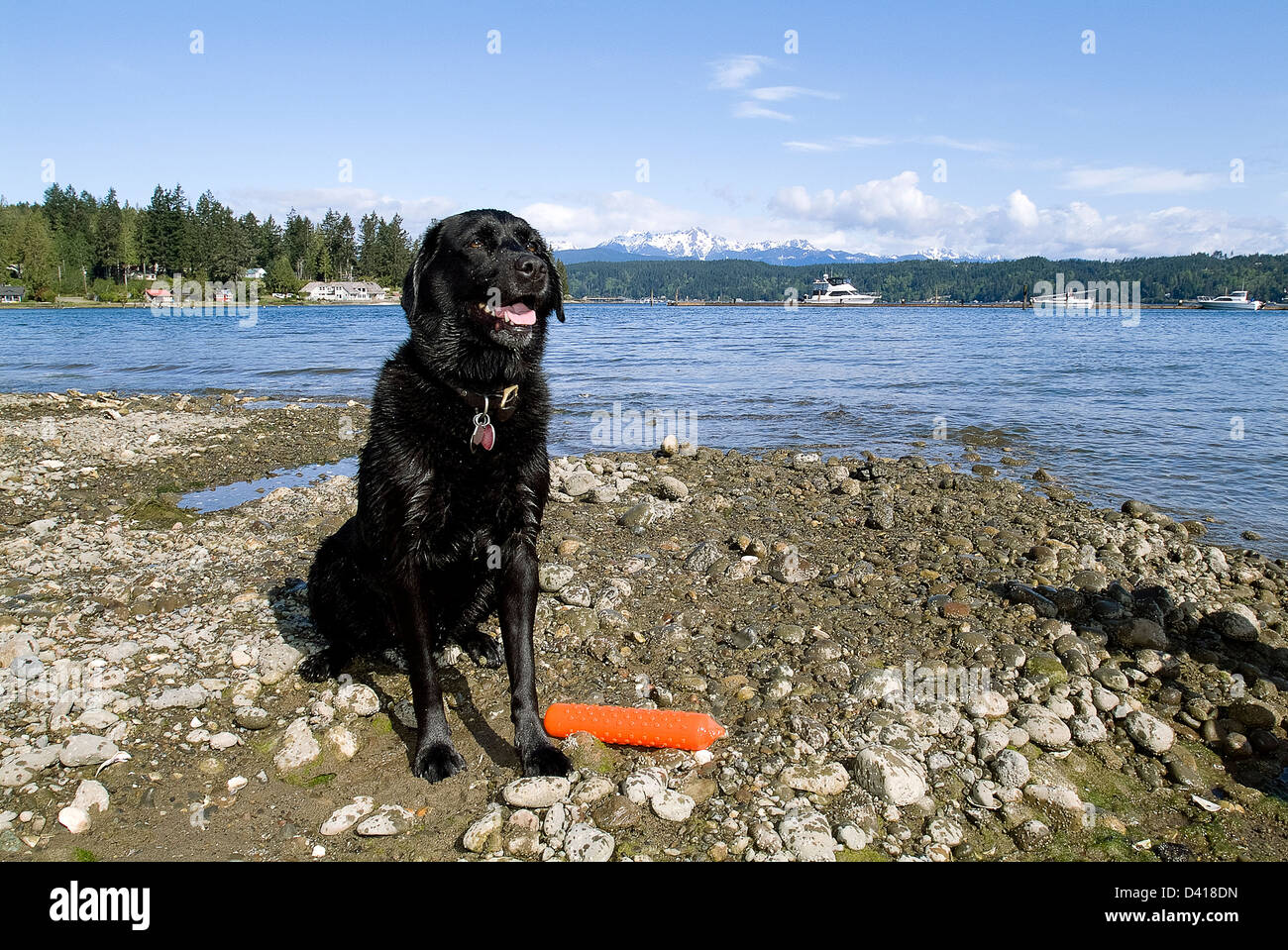 Wet Black Labrador and orange hunting dummy Stock Photo - Alamy