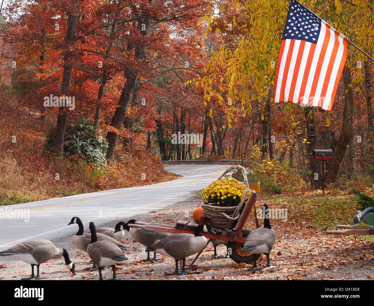 Americana, Birds, and Vivid Fall Color Stock Photo - Alamy