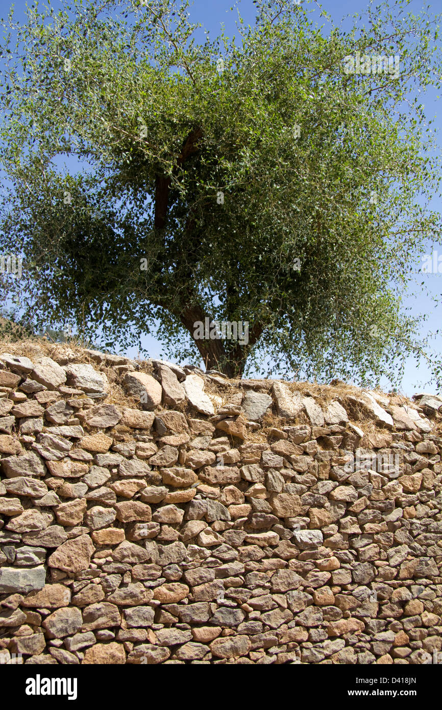 Queen of sheba ethiopia hi-res stock photography and images - Alamy