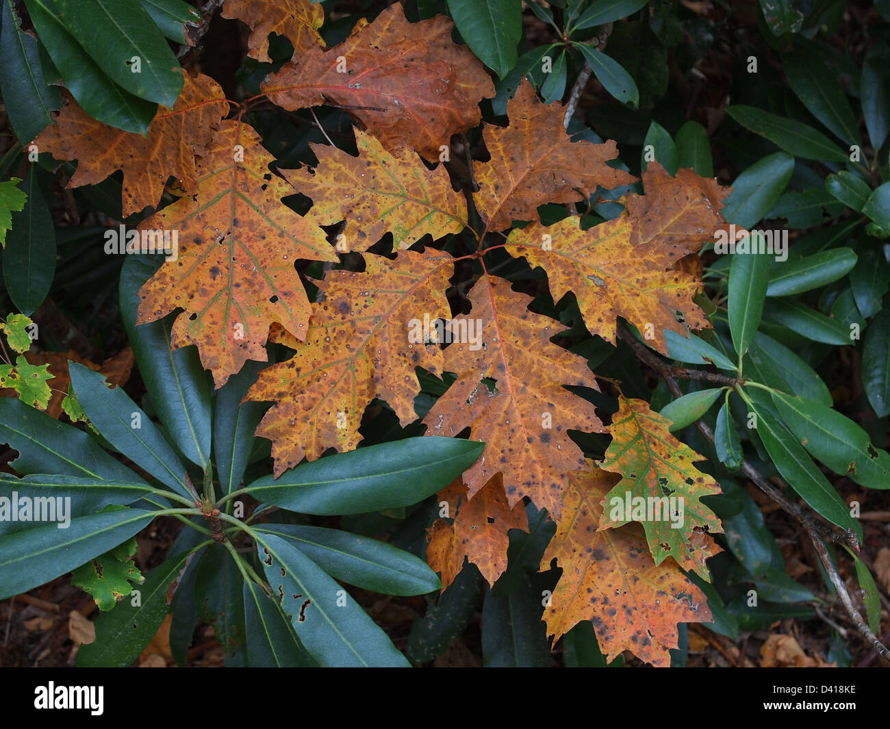 Vivid Fall Foliage Amongst Mountain Laurel Stock Photo - Alamy
