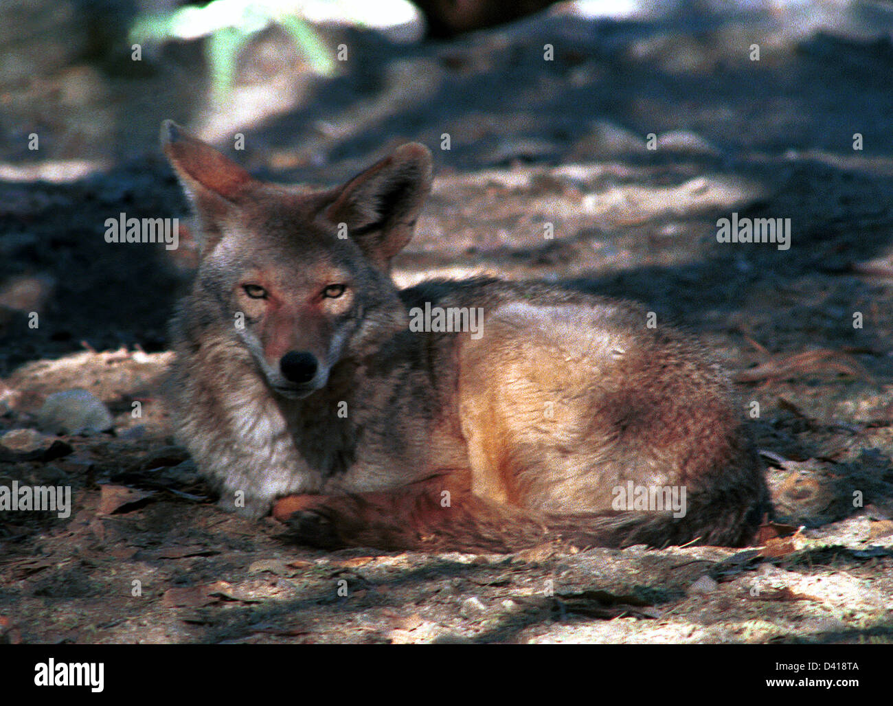 Coyote rest in shade from desert heat, canis latrans, prairie wolf ...