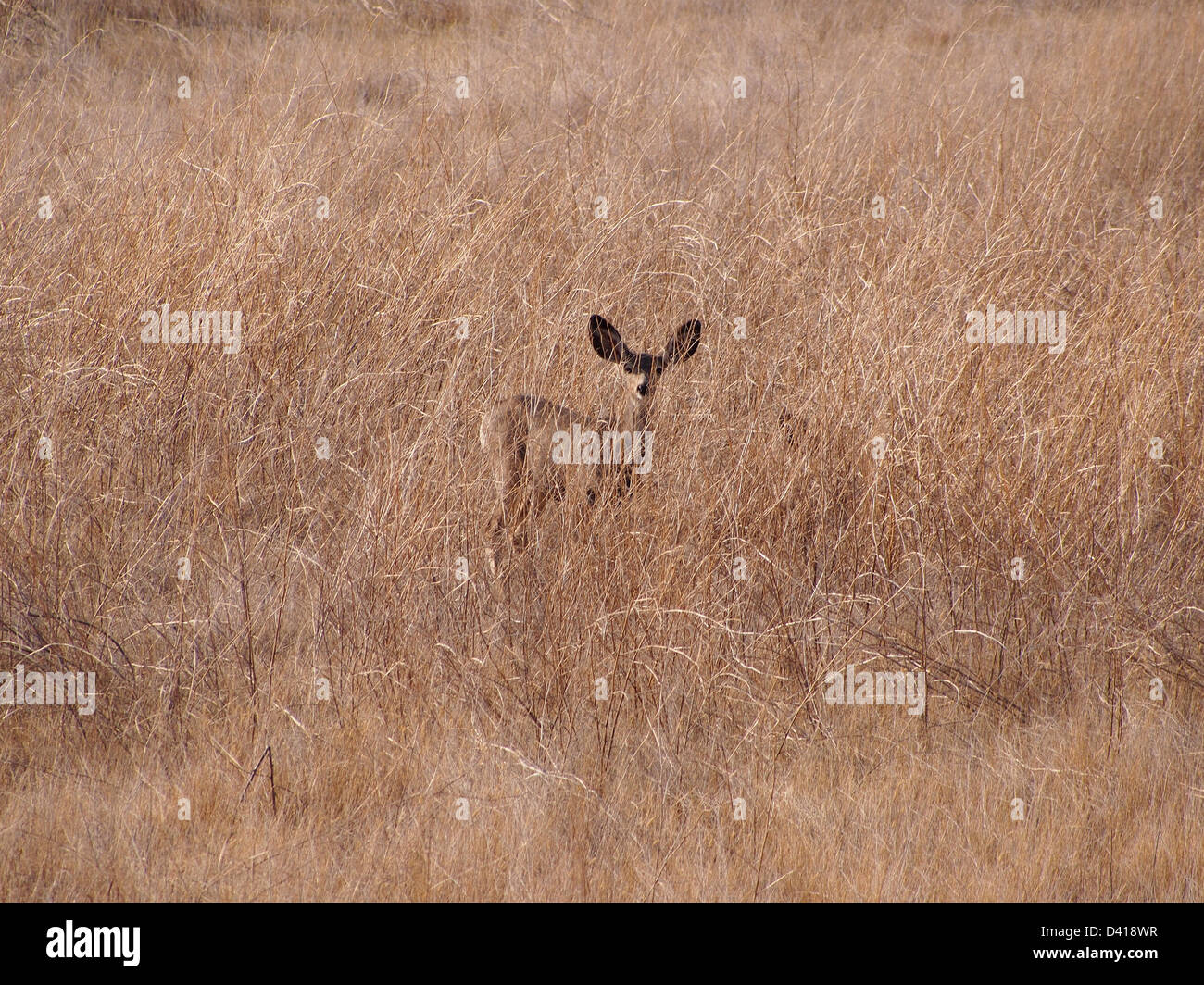 Startled Young Deer in the Prairie Grass Stock Photo - Alamy