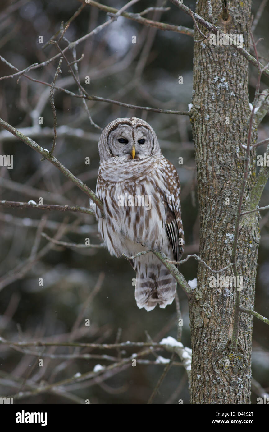 Barred owl hi-res stock photography and images - Alamy
