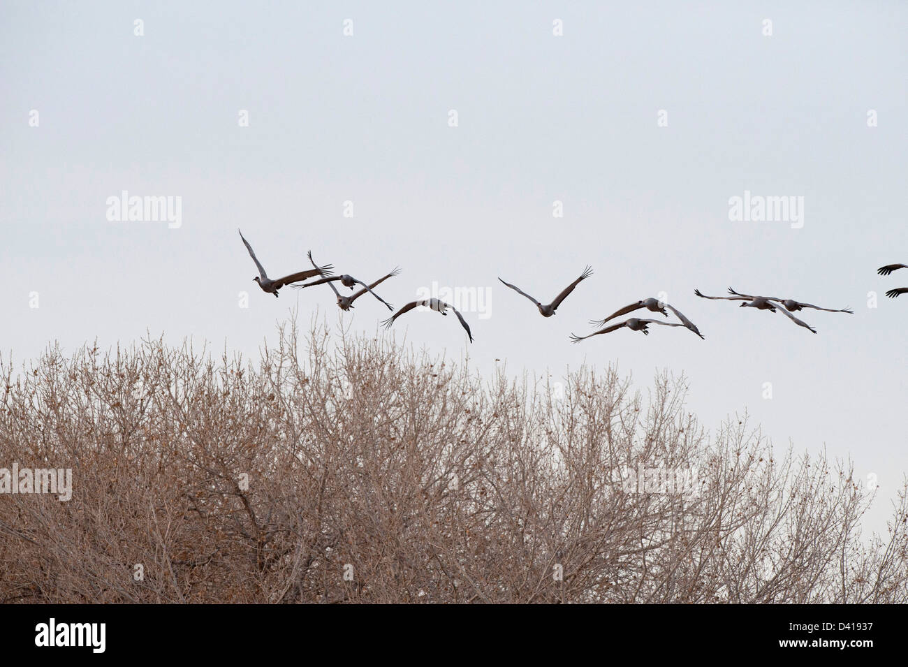Sandhill Cranes, Bosque del Apache, New Mexico, Sandhill Crane, Crane ...