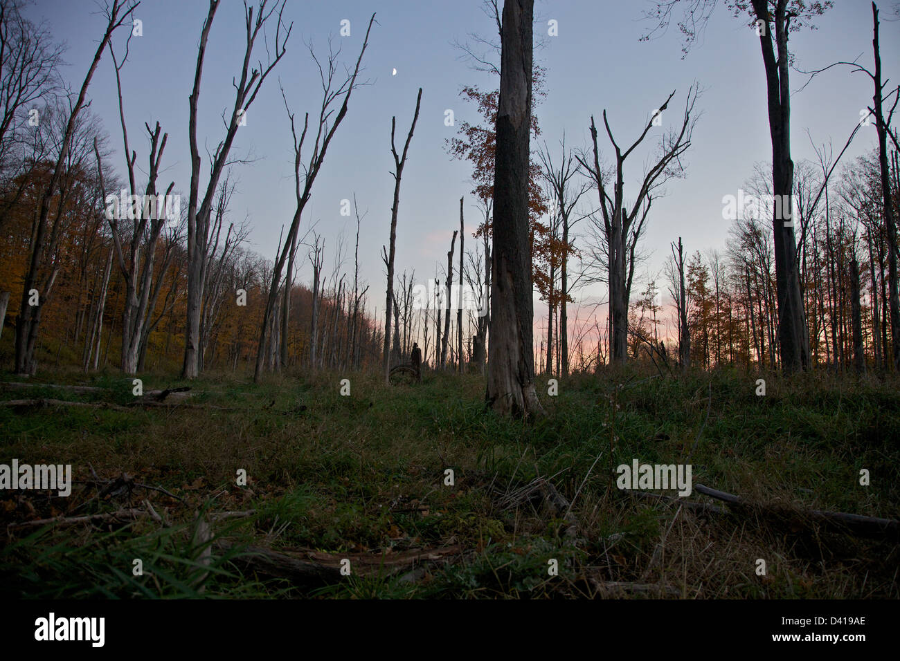 Sun sets in the bog Stock Photo - Alamy