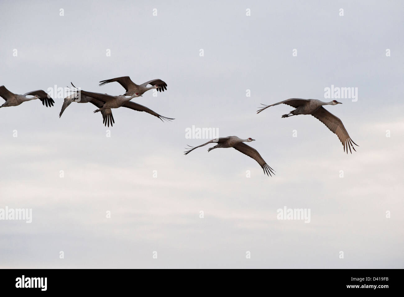 Sandhill Cranes, Bosque del Apache, New Mexico, Sandhill Crane, Crane ...