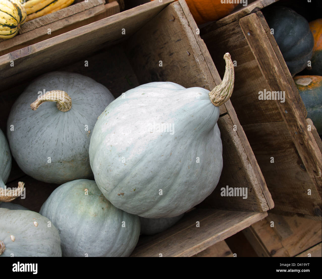 Blue squash in a wooden crate, Common Ground Fair farmers market, Unity ...