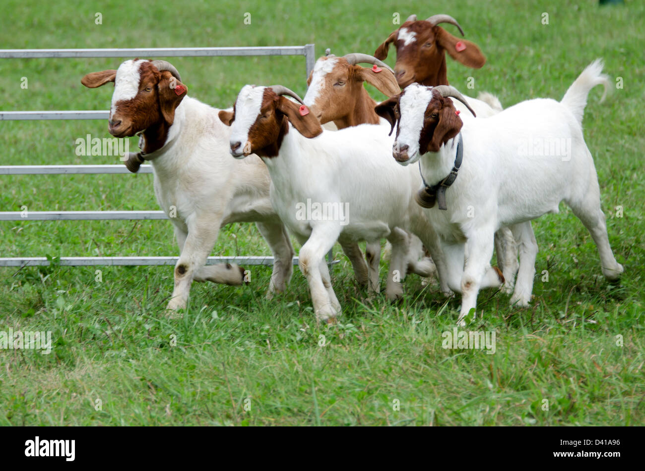 Goats trotting into a pen during a herding demonstration at the Common ...