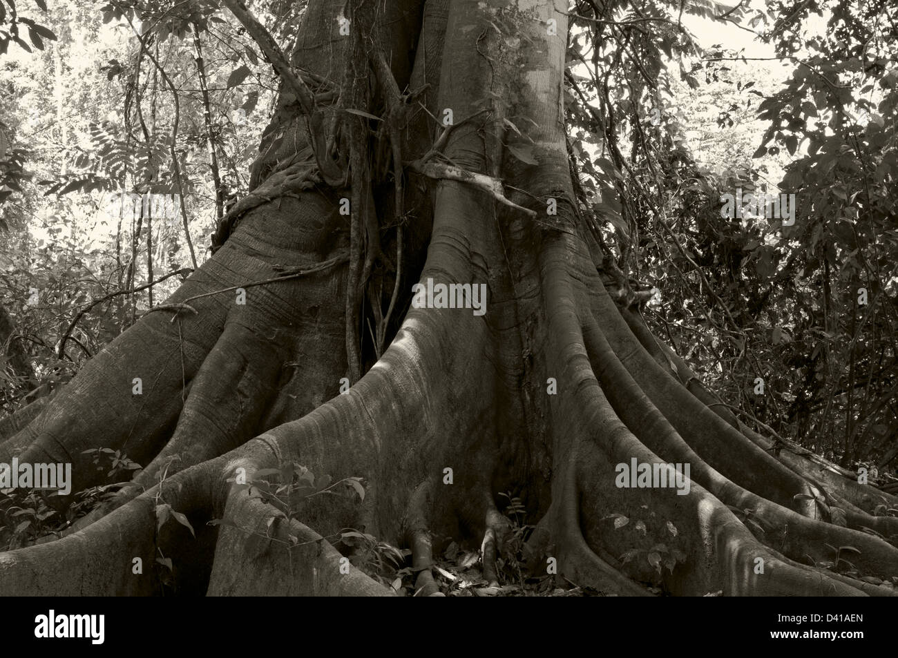 Mature ficus or fig tree in tropical rain forest with large roots and ...
