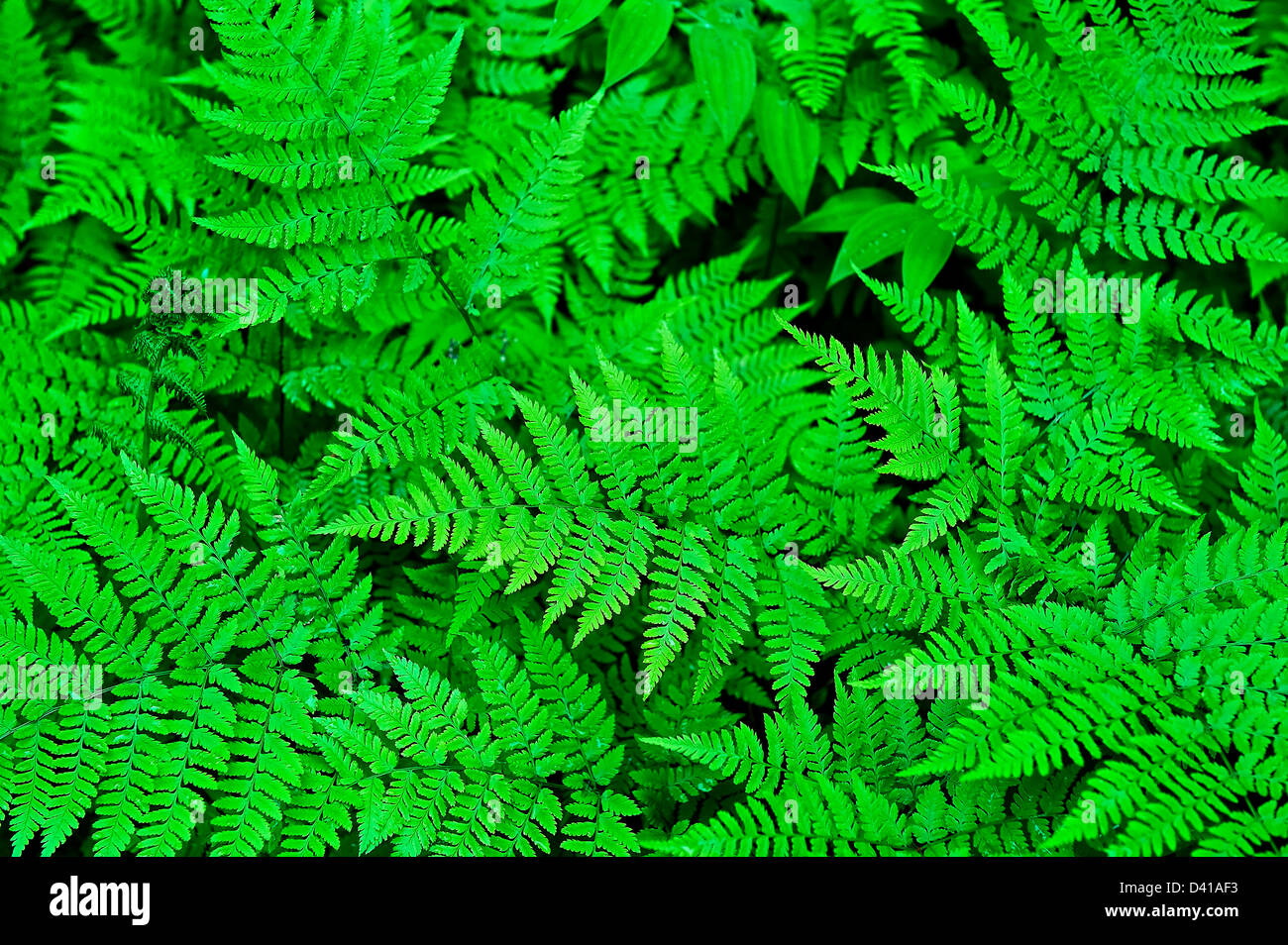 Lush green ferns hi-res stock photography and images - Alamy