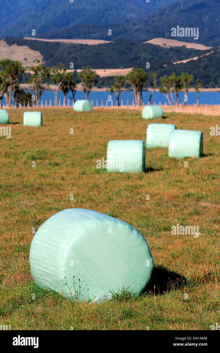 Plastic wrapped hay bales sitting in paddock, used for livestock winter ...