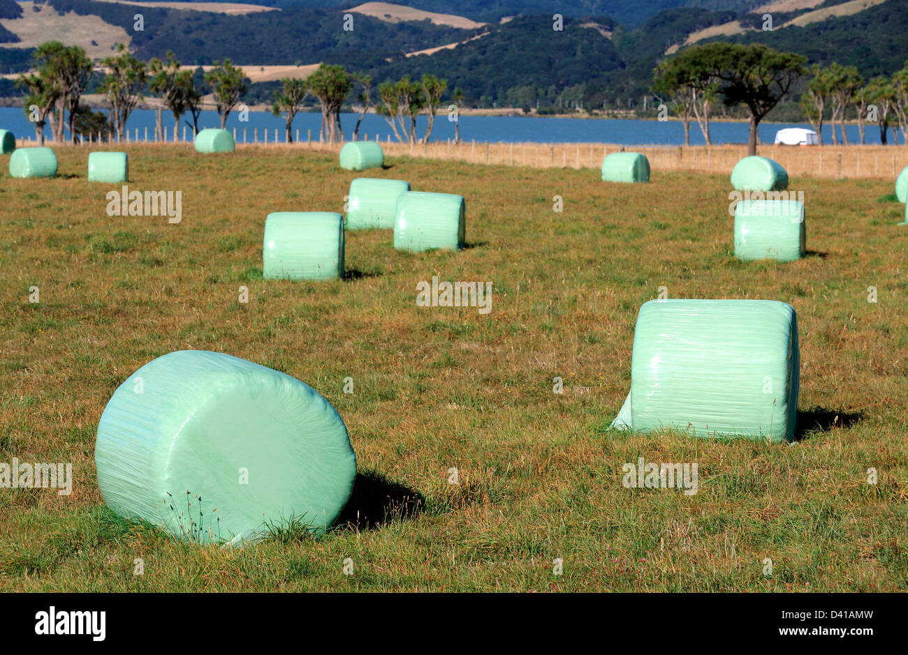Plastic wrapped hay bales sitting in paddock, used for livestock winter ...