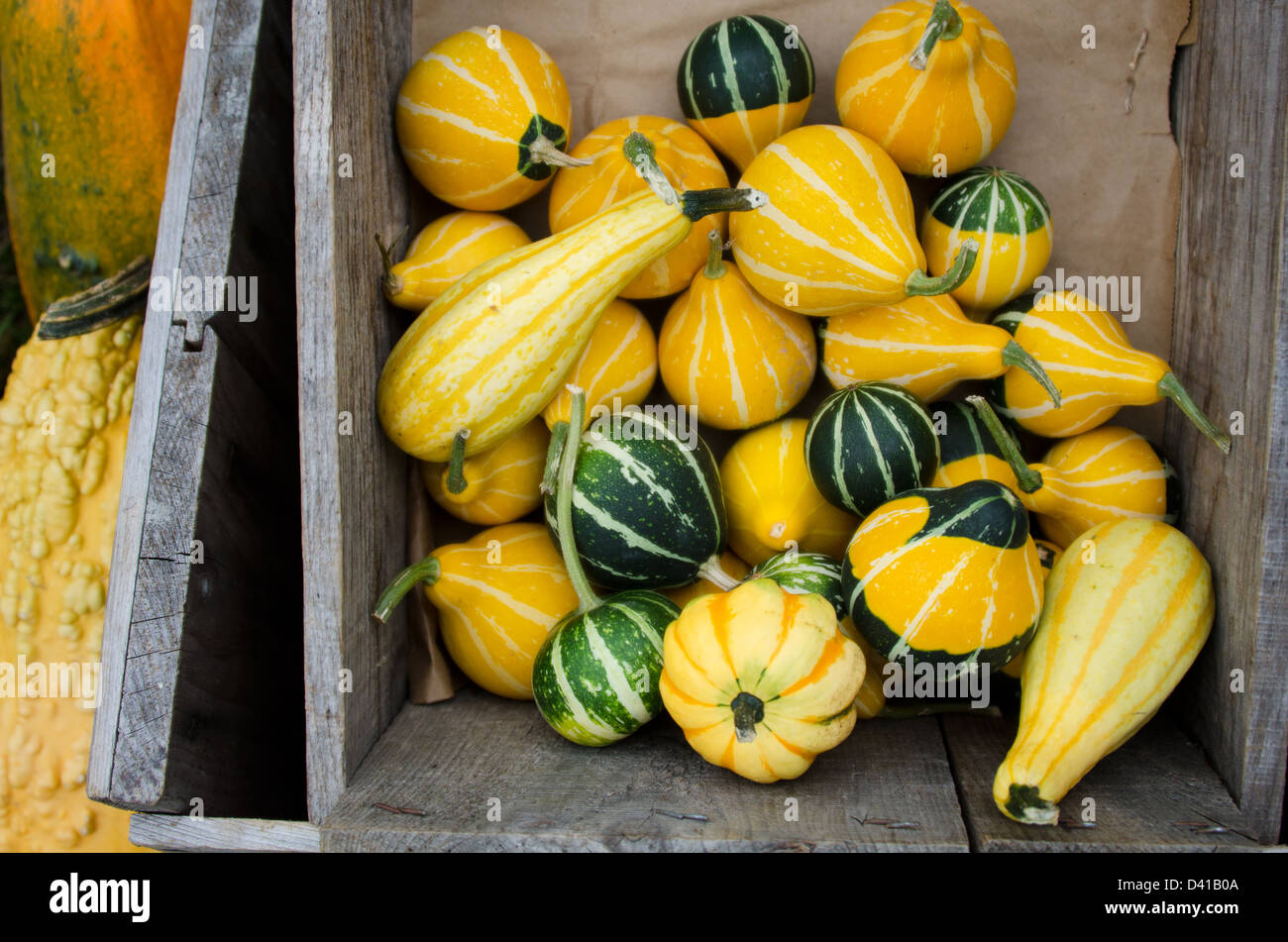 Striped Zucchini Squash