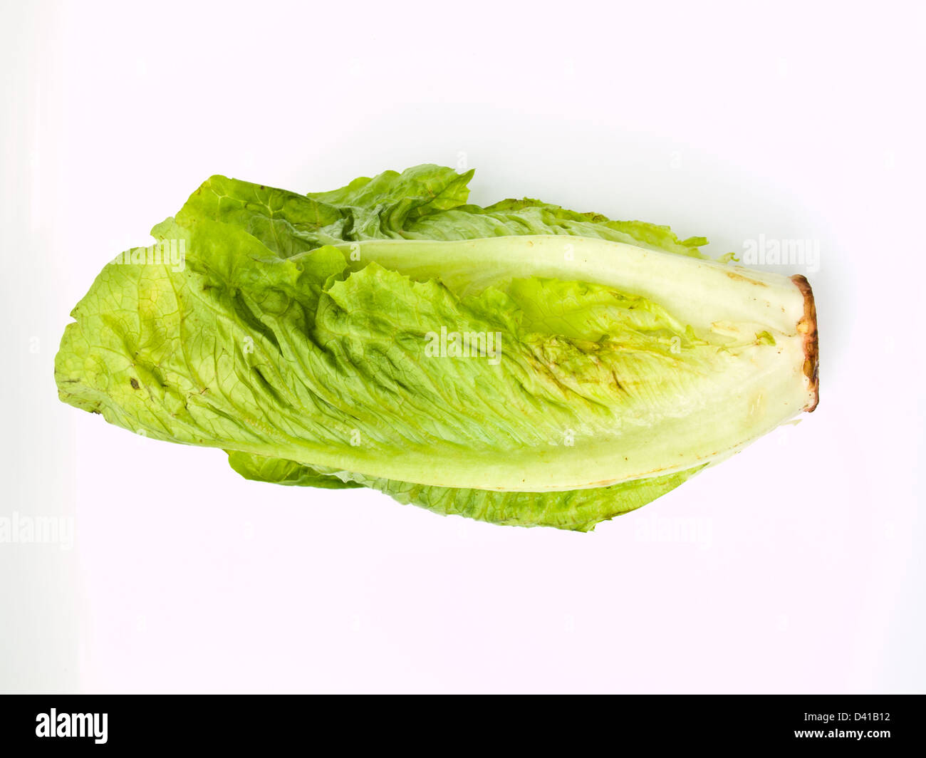 Fresh cos salad isolated on white background Stock Photo - Alamy