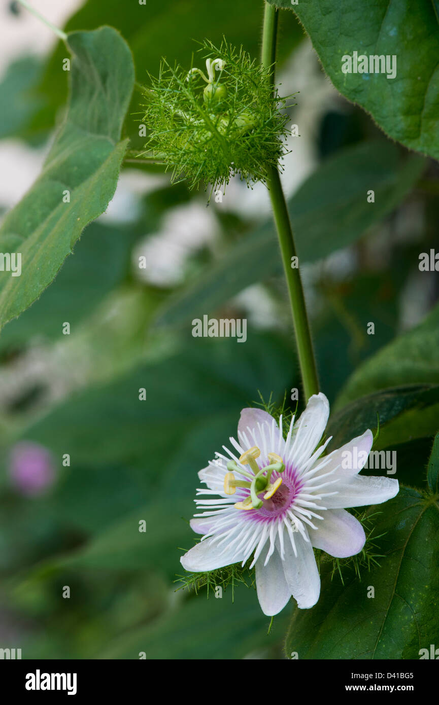 Passiflora foetida hi-res stock photography and images - Alamy