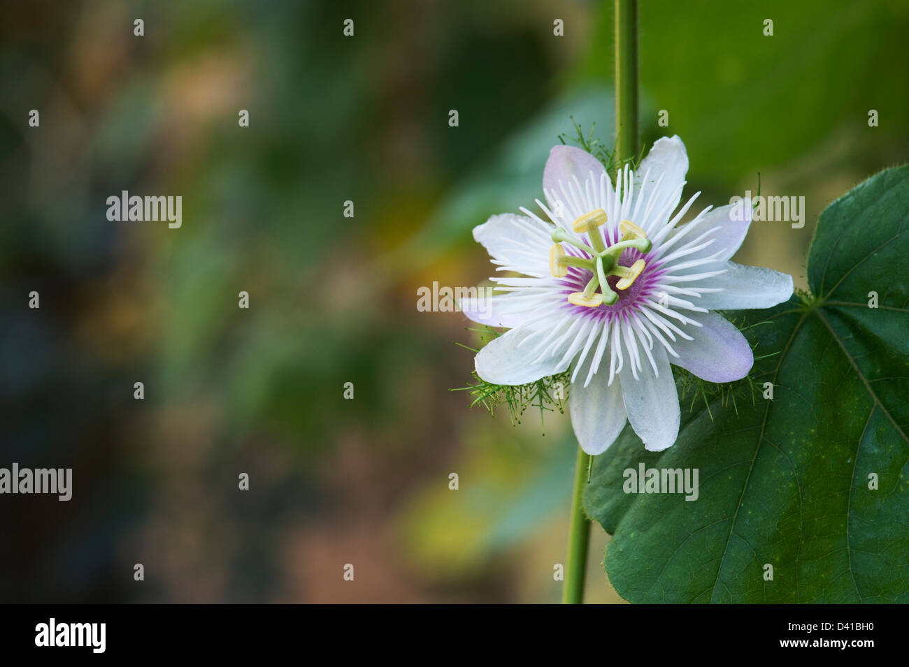 Passiflora foetida hi-res stock photography and images - Alamy