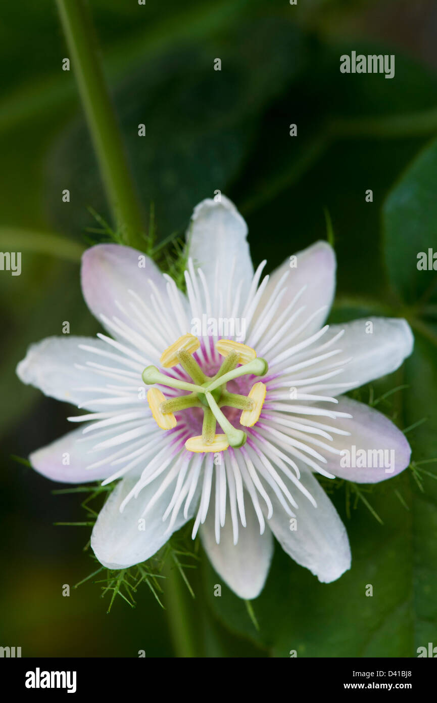 Passiflora Foetida . Stinking passionflower in India Stock Photo - Alamy