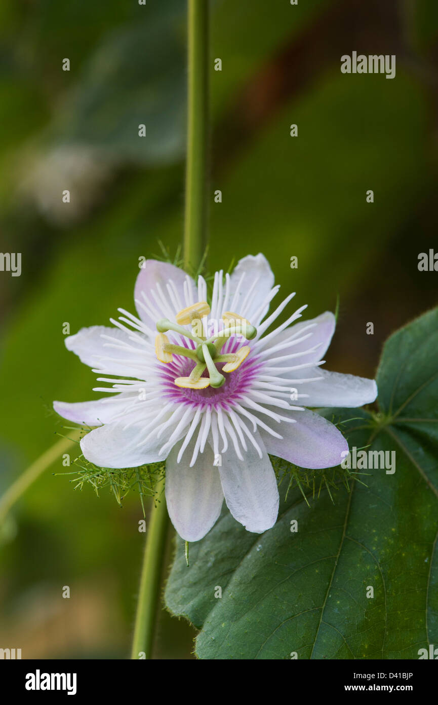 Passiflora Foetida . Stinking passionflower in India Stock Photo - Alamy