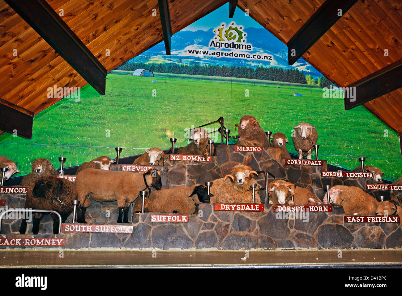Various breeds of Sheep, Male, at the Agrodome in Rotorua, Bay of ...