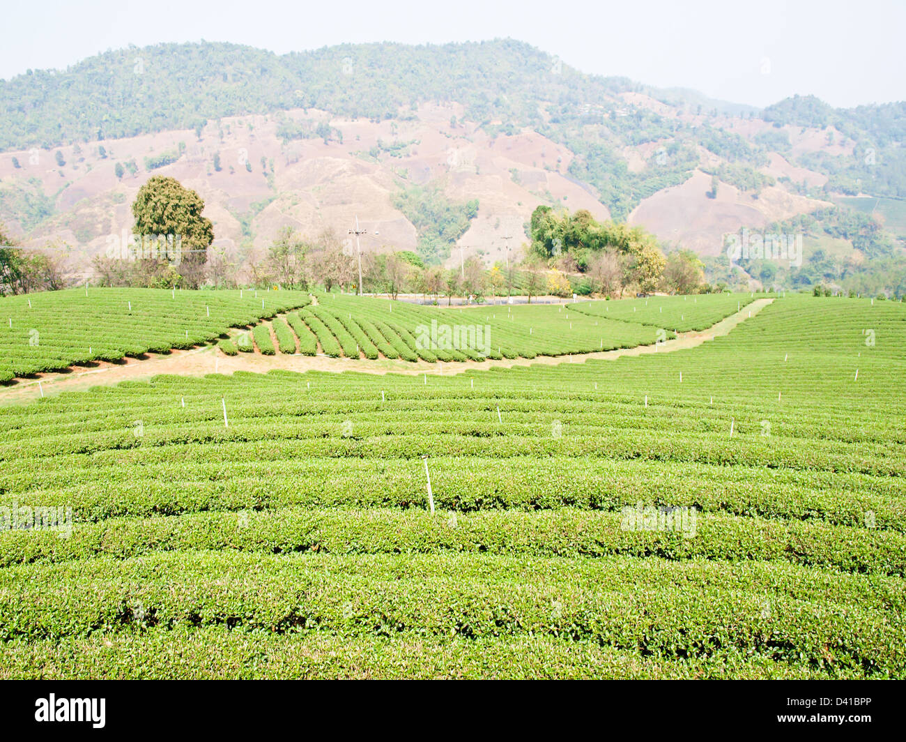 Tea plantation on Mae Salong hill, Chiang rai, Thailand Stock Photo - Alamy