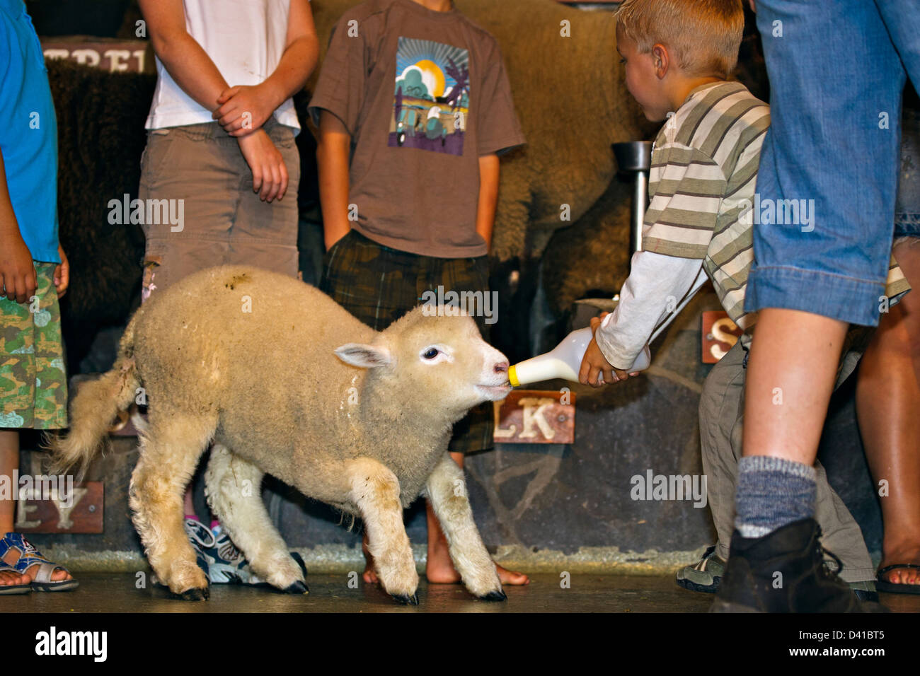 Boy feeding a lamb sheep with a bottle at the Agrodome in Rotorua, Bay ...