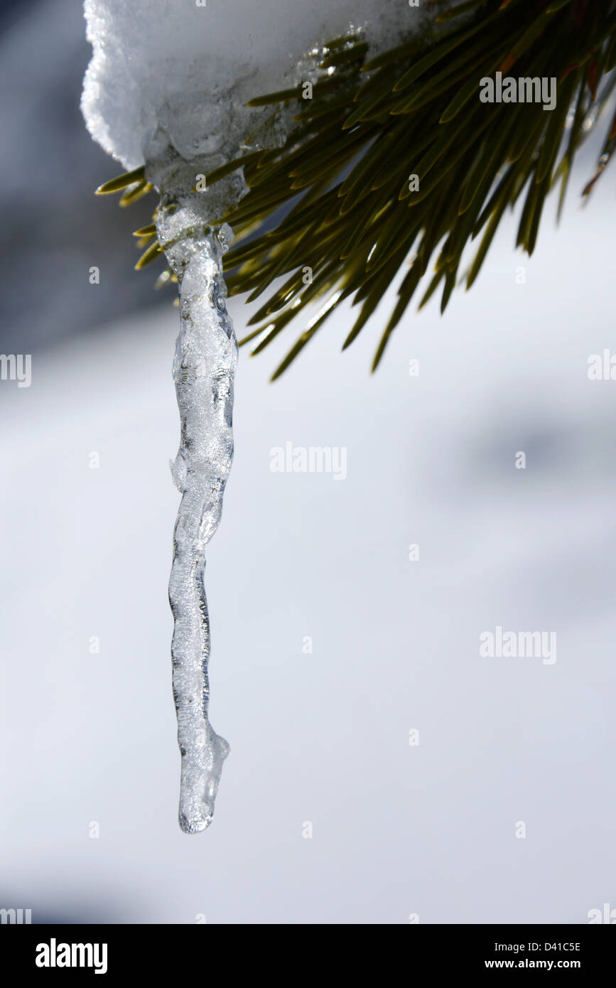 Icicle in tree hi-res stock photography and images - Alamy