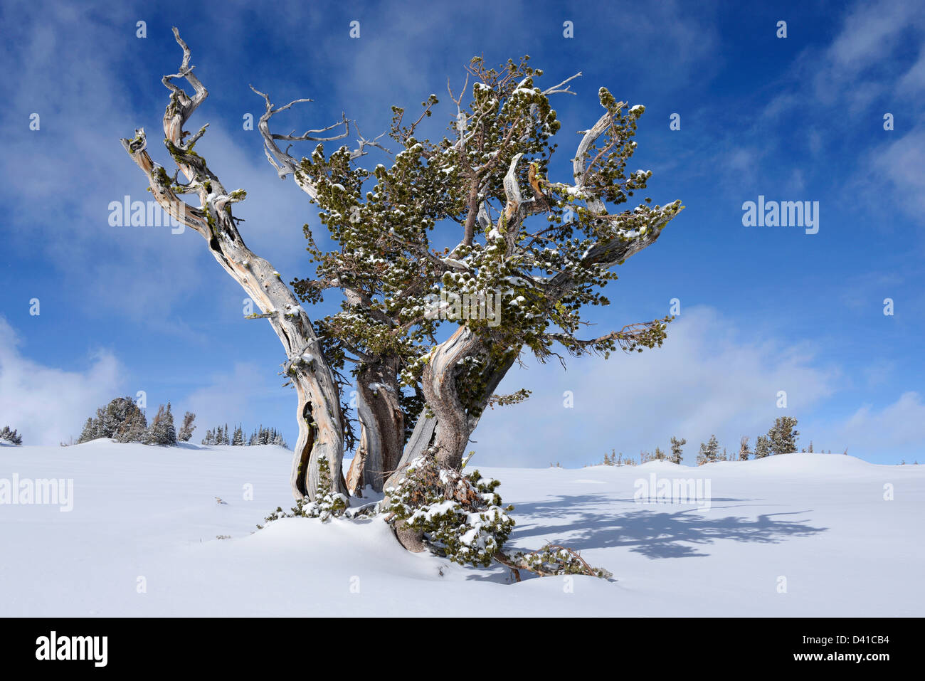 Whitebark pine tree on Wing Ridge, Wallowa Mountains, Oregon Stock ...