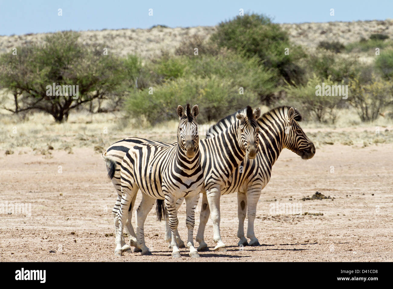 Three animals standing in steppe hi-res stock photography and images ...